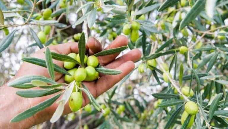 The Life Cycle of an Olive Tree: Detailed Explanation