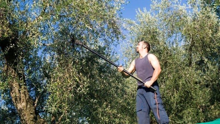 7 Essential Tools For Harvesting Olives | Olive Knowledge