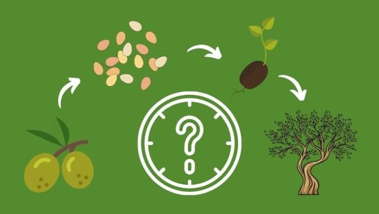 How Long To Grow an Olive Tree From The Seed? (Growth Timeline)