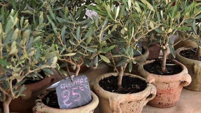 Want To Buy an Olive Tree? Here's How Much It Can Cost!