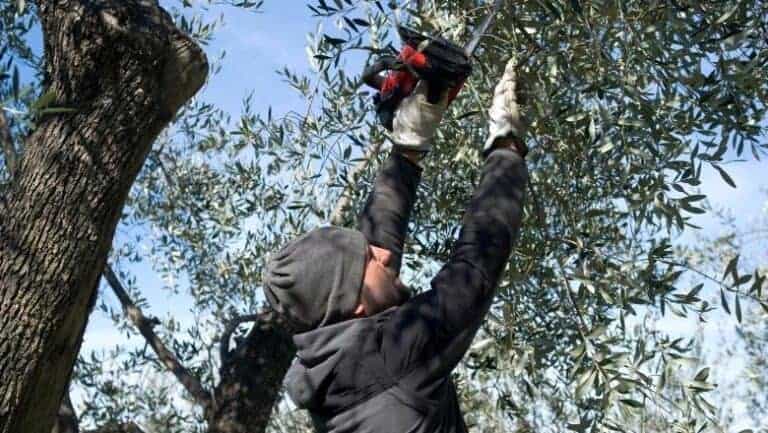 How To Protect Olive Trees From Pests - Full Guide