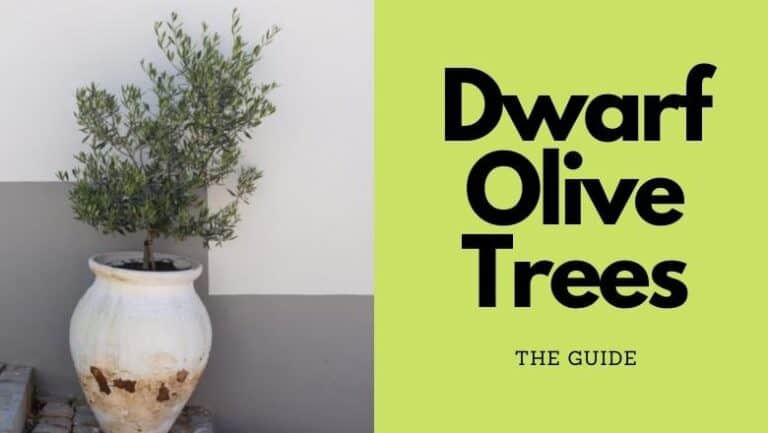 Dwarf Olive Trees: Everything You Need To Know