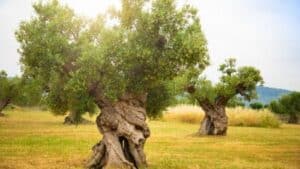 17 Most Popular Olive Tree Varieties Worldwide