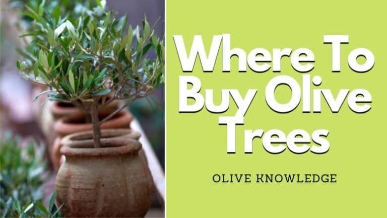Want To Buy Olive Trees Online? Check Out These 5 Best Shops
