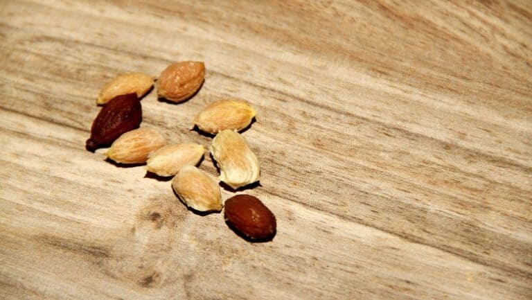 What Can Olive Pits Be Used For? (Don't Throw Them)
