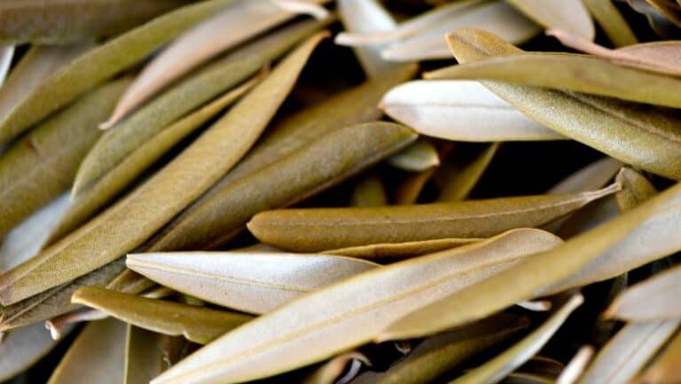 Ways To Use Olive Tree Leaves (And Their Benefits)