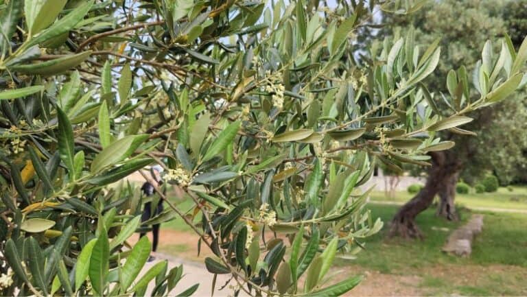 The Life Cycle of an Olive Tree: Detailed Explanation