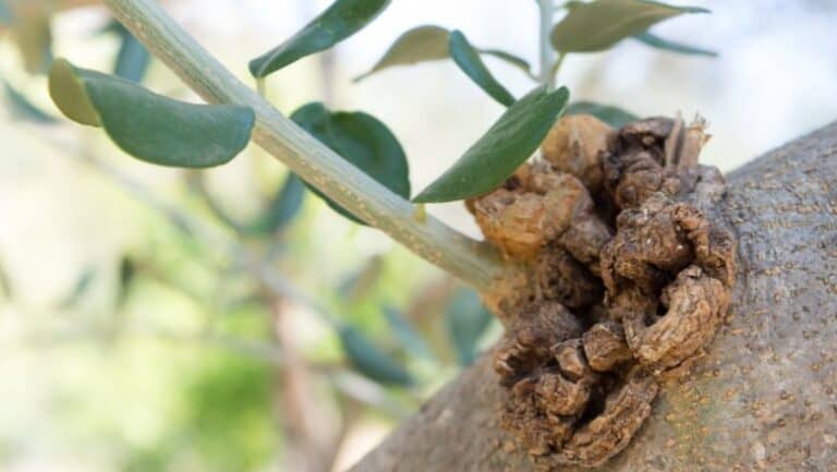 10 Common Olive Tree Diseases and How To Treat Them