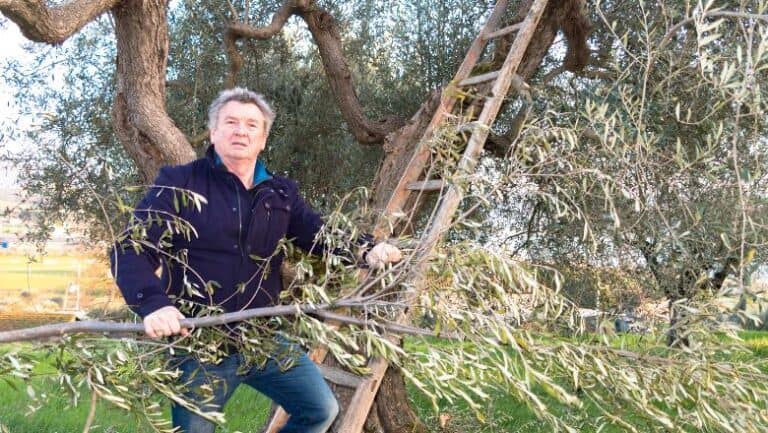 7 Essential Tools For Harvesting Olives | Olive Knowledge