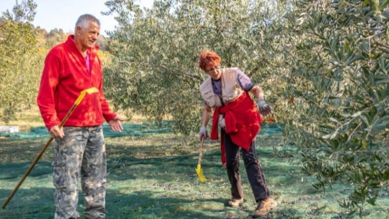 7 Essential Tools For Harvesting Olives | Olive Knowledge