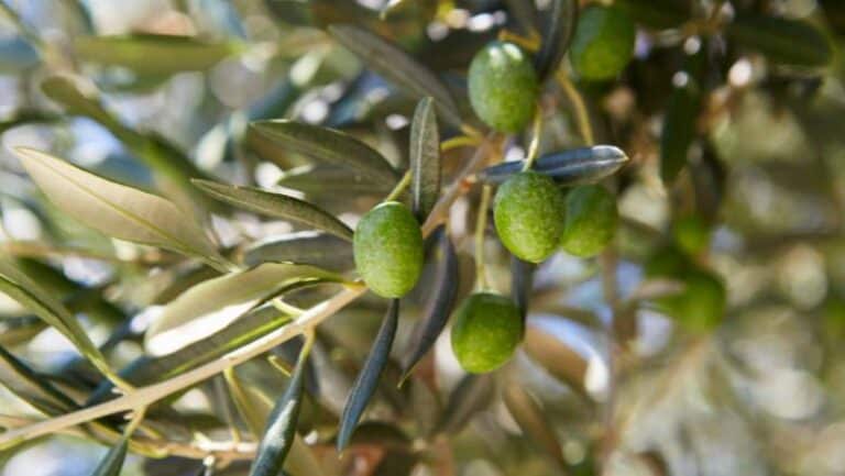 Early Harvest or Late Harvest Olive Oil - Which Is Better?