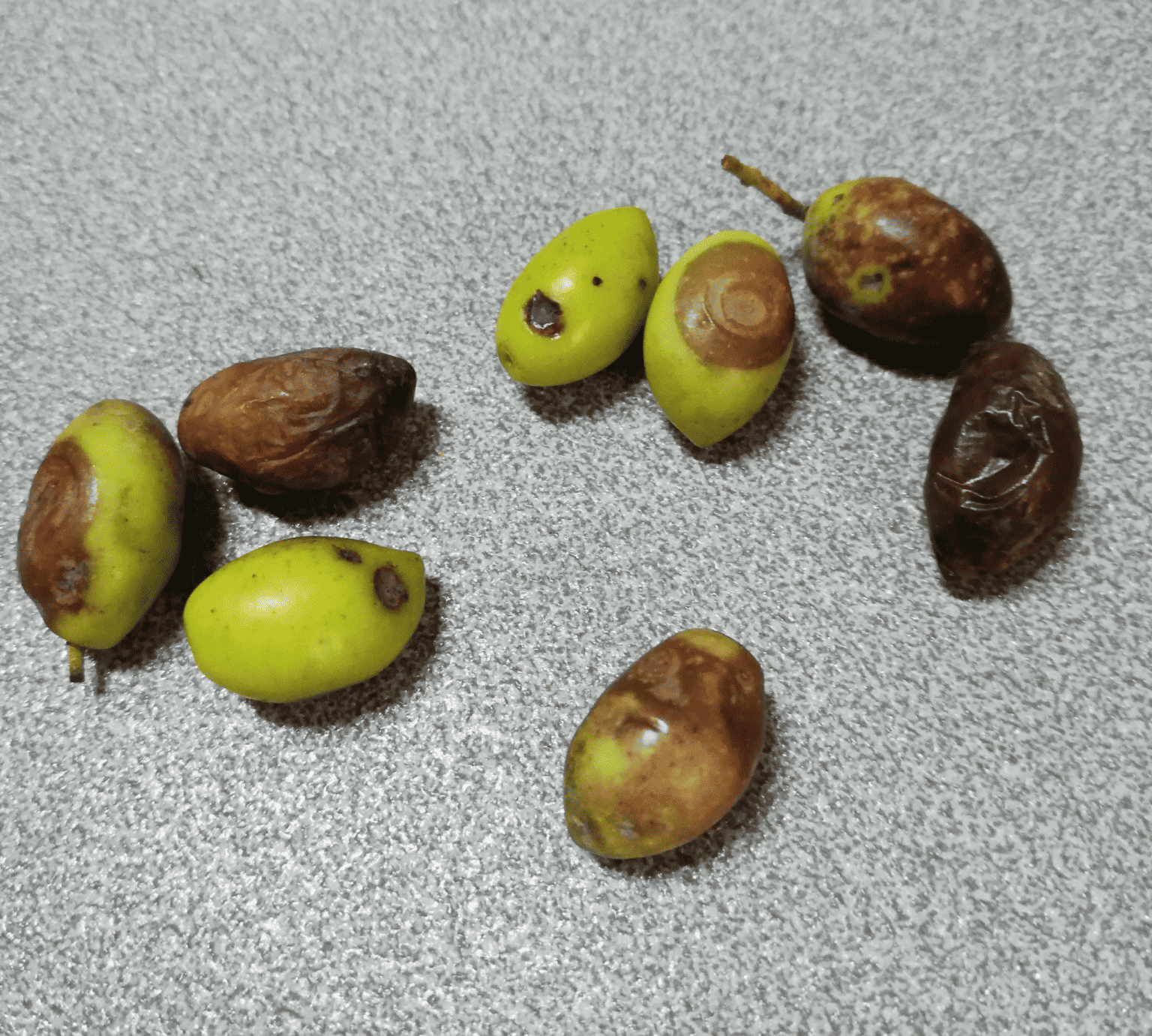 10 Common Olive Tree Diseases and How To Treat Them